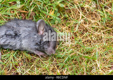a wounded gray mouse on a yellow lawn Stock Photo - Alamy