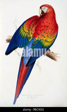 Lear Edward - Red and Yellow Macaw Stock Photo - Alamy