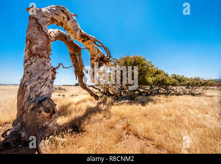 Tree bent by the wind, crooked, tree, trees, acacia, desert, Egypt ...