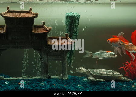 Aquarium Ancient Asian Fish Tank Stock Photo - Alamy