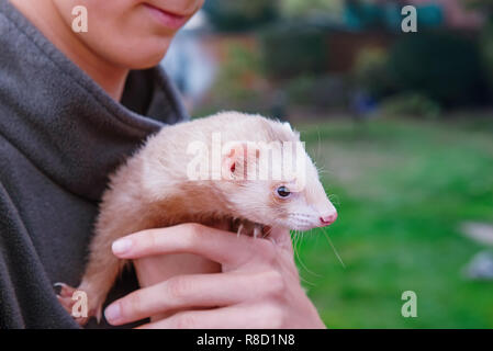 Cute home ferret bites the boy's nose Stock Photo - Alamy