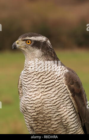 goshawk accipiter gentilis captive hunter scotland Stock Photo - Alamy