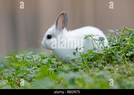 White domestic rabbit sitting, captive Stock Photo - Alamy