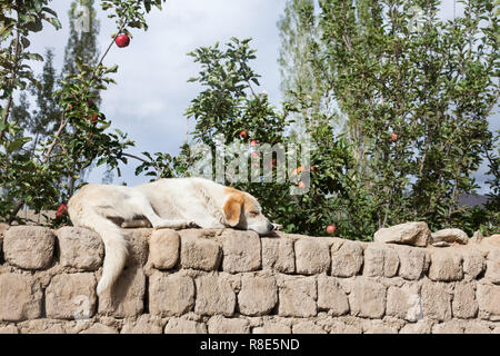 Apple tree ; Ladakh ; Jammu & Kashmir ; India ; Asia Stock Photo - Alamy