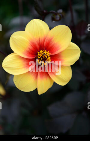 dahlia moonshine,dahlia Moonfire,yellow,orange,peach,flowers,flowering ...