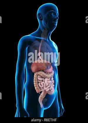 Illustration of an old man's digestive system Stock Photo - Alamy