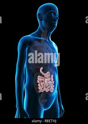 Illustration of a man's small intestine Stock Photo - Alamy