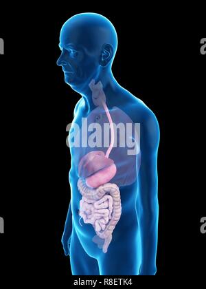 Illustration of an old man's digestive system Stock Photo - Alamy