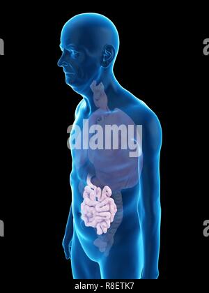 Illustration of a man's small intestine Stock Photo - Alamy