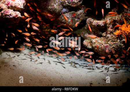Shoal of Fish in Boa Vista - Cabo Verde Stock Photo - Alamy