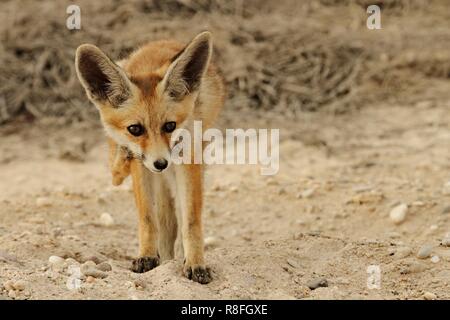 Arabian red fox (Vulpes vulpes arabica) running, Oman, September Stock ...