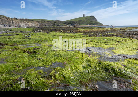 Exposed rockpools at Kimmeridge Bay on the Jurrasic Coast in Dorset ...