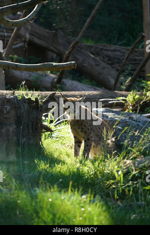 Lynxes have a whiskered beard and the tips of the ears have black ...