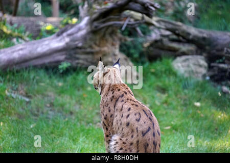 Lynxes have a whiskered beard and the tips of the ears have black ...