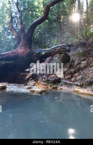 relaxing hot mineral pools surrounded by forest in the mountains of ...