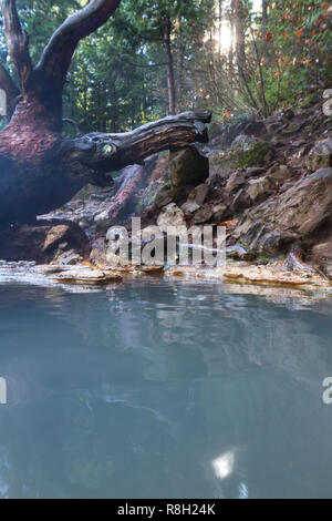 relaxing hot mineral pools surrounded by forest in the mountains of ...