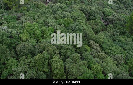 Treetops background . Dense forest view from above Stock Photo - Alamy