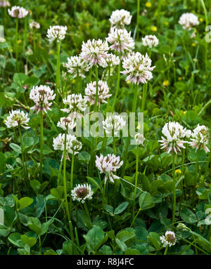 Dutch clover on lawn in spring or summer garden. Selective focus Stock ...