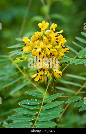 American senna (Senna hebecarpa Stock Photo - Alamy
