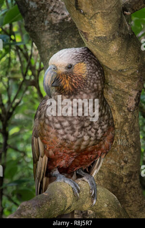 The New Zealand Kaka, also known as Kākā, (Nestor meridionalis) is a ...