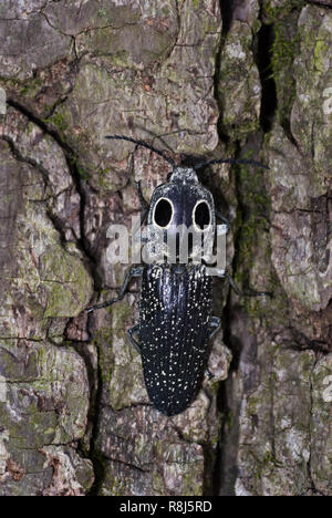 Eyed click beetle (Alaus oculatus) metamorphosing from pupa to adult ...