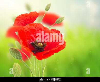 Vibrant red Oriental Red poppies - Papaver Orientale image taken Stock ...