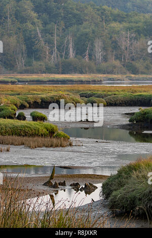 marsh grasses and mud in washington state wetlands Stock Photo - Alamy