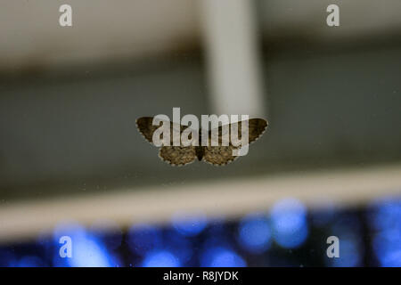 delicate moth on screen door in front of blurred night background Stock ...