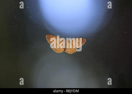 delicate moth on screen door in front of night background Stock Photo ...