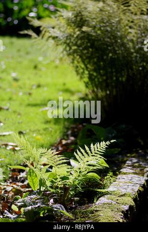 The lush green undergrowth of a British moorland hedgerow in summer ...
