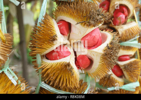 Exotic red colored durian native to the jungle of Sabah Malaysian ...