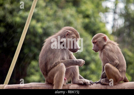 the young baboons are sitting on a log talking to each other Stock ...