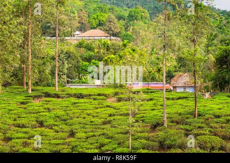 India, state of Kerala, Wayanad district, tea plantations around ...