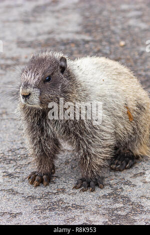 large marmot sits on paved road in august near wilderness area of ...