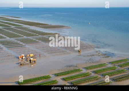 France, Normandie, Calvados, Asnelles, Le Hamel, oyster park (aerial ...