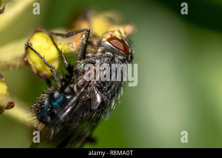 Detailed, Macro View of House Fly / Insect on yellow plant Stock Photo ...