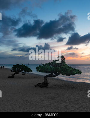 Divi divi tree on Eagle beach at Aruba island Stock Photo - Alamy