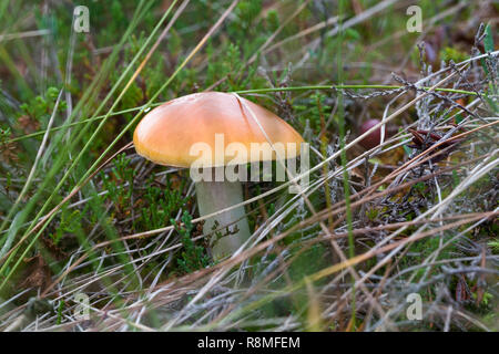 Cortinarius collinitus is a species of fungi in the family ...