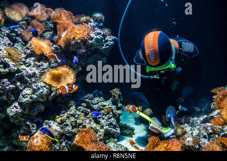 Scuba diver cleaning the glass of the tank at Churaumi Aquarium ...