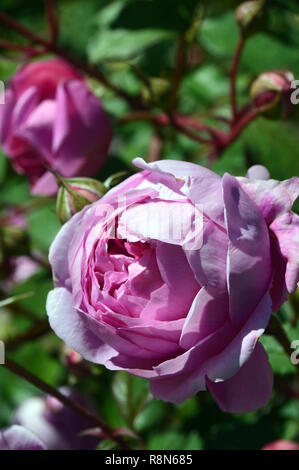 Pink English Rose Flower Alan Titchmarsh ('Ausjive') on Display at RHS ...