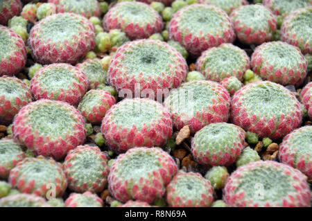 Sempervivum. Houseleek display in flower pots at RHS Wisley Gardens ...