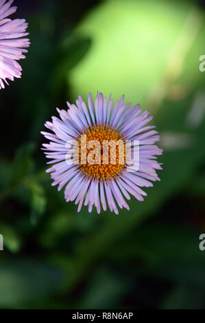 Fleabane Erigeron 'dimity' Daisies on Display at RHS Garden Harlow Carr ...