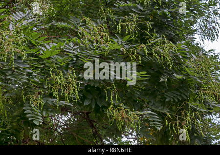 Japanese pagoda tree fruits (Styphnolobium japonicum, or Sophora ...