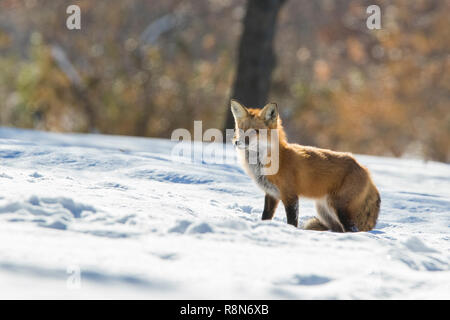 Red Fox hunting in winter Stock Photo - Alamy