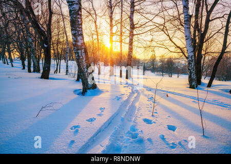 Beautiful winter forest with ski track. Tall snow covered pines in ...
