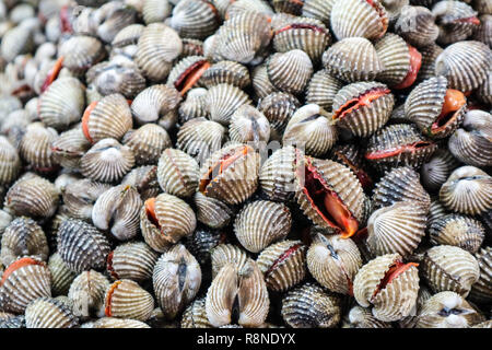 Fresh blood cockle or blood clam (Tegillarca granosa) background. Close ...