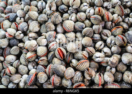 Fresh blood cockle or blood clam (Tegillarca granosa) background. Close ...