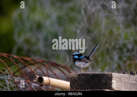 blue wrens on various pieces of metal Stock Photo - Alamy