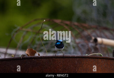 blue wrens on various pieces of metal Stock Photo - Alamy