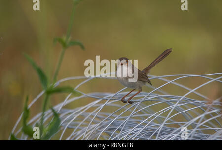 blue wrens on various pieces of metal Stock Photo - Alamy
